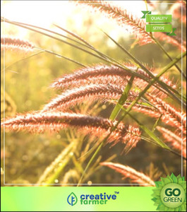 creative farmer Grass Seeds : Dinanath Grass Grass Seeds For Cattle Seed Price in India - Buy ...