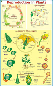 Reproduction in Plants Chart Paper Print - Educational posters in India ...