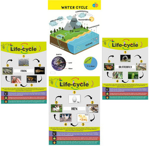 Attractive Life Cycle & Water Cycle Interactive Poster For Kids Paper ...