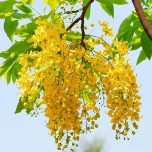 SHOP 360 GARDEN Flower of Kerala / Bahava / Cassia fistula / Golden shower Tree / Amaltas ...