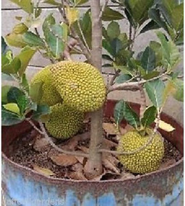 Trothic Jackfruit Plant Price in India - Buy Trothic Jackfruit Plant online at Flipkart.com