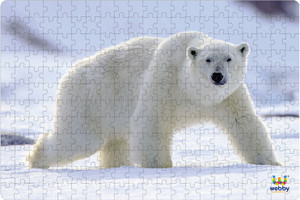 Webby The. Polar Bear Jigsaw Puzzle, 252 pieces - The. Polar Bear ...