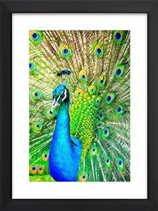 Peacock Poster with Frame for Living Room, Bed Room, Office & Home ...