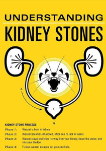 Human Kidney Anatomy Poster for Hospital Poster Nursing Home Poster ...