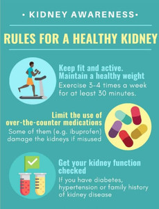 Human Kidney Anatomy Poster for Hospital Poster Nursing Home Poster ...