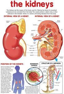 Human Kidney Anatomy Poster for Hospital Poster Nursing Home Poster ...