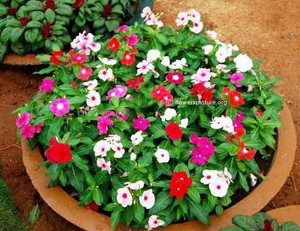 vinca rosea mixed seeds