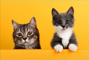 cat Posters | Smiling cats Poster | Poster for cat persons cat Wall ...