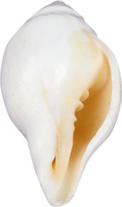 Adhi Siddhar Rudraksha Center Rameshwaram Edampuri Sangu ( Left Hand Conch ) Shankh Natual ...