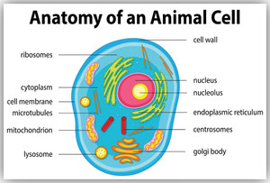 Anatomy of animal cell poster for students Fine Art Print - Art ...