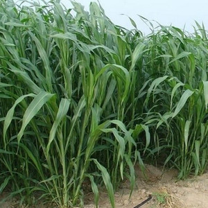 Chakra Hybrid Sorghum Sweet Sudan Fodder Grass Seed Price in India - Buy Chakra Hybrid Sorghum ...