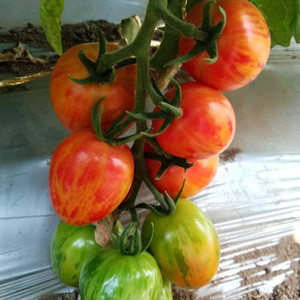 CYBEXIS Organic Tomato Cherry Stripe Seeds500 Seeds Seed Price in India - Buy CYBEXIS Organic ...