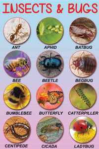 Insects and Bugs Name Poster For Children|Educational Poster|Kids ...