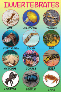 Kids Learning Chart|Invertebrates Animals Poster|Kids Educational Wall ...