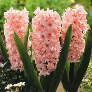 SIDDHI VINAYAK GALLERY Imported Variety Hyacinth, garden hyacinth, Dutch hyacinth Flower bulbs ...