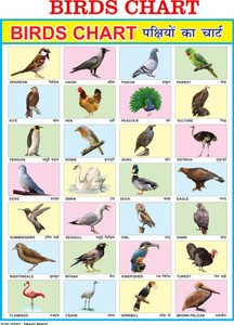 English Hindi Birds Chart For Kids | 20x30Inch (51x76cm)| Laminated chart | Waterproof and Non ...