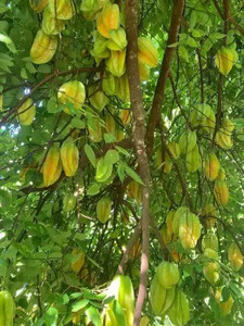 MAA Carambola, Star fruit Seed Price in India - Buy MAA Carambola, Star fruit Seed online at ...