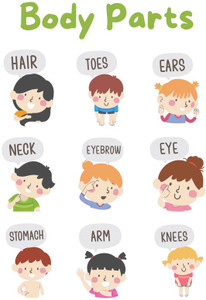 Body Parts Wall Sticker Poster|Kids Educational Sticker Poster For Kids ...