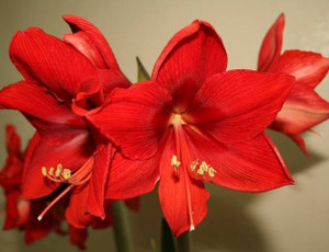 Sobuj Prithibi Nersury Amaryllis Lilly Seed Price in India - Buy Sobuj Prithibi Nersury ...
