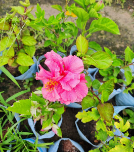 Sobuj Prithibi Nursery Hibiscus Plant Price in India - Buy Sobuj Prithibi Nursery Hibiscus Plant ...