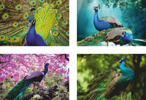 Peacock Combo Poster Set of 4 Posters Paper Print - Animals, Decorative ...