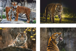 Tiger Combo Poster Set of 4 Posters Paper Print - Animals, Decorative ...