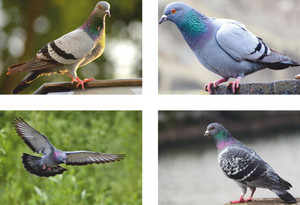 Pigeon Bird Combo Poster Set of 4 Posters Paper Print - Animals ...
