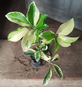 Sobuj Prithibi Nursery Schefflera Plant Price in India - Buy Sobuj Prithibi Nursery Schefflera ...