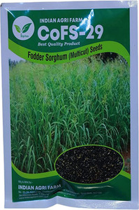 IAgriFarm CoFs29 Fodder Sorghum Seed -5kg -MultiCut For Fodder Cultivation Seed Price in India ...