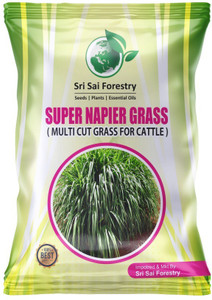 SRI SAI FORESTRY NAPIER GRASS SEED, SUPER NAPIER GRASS SEED, MULTI CUT GRASS Seed Price in India ...