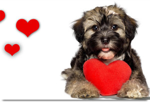 cute puppy valentines day Paper Print - Decorative posters in India ...