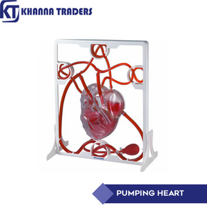 KHANNA TRADERS HUMAN PUMPING HEARTMODEL Anatomical Body Model Price in India - Buy KHANNA ...