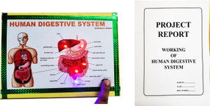 ONTEX ELECTRONICS Digestive System Biology Working Model Educational ...