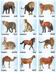 Craftick Animals Wooden Flash Cards Hindi English Educational Learning ...