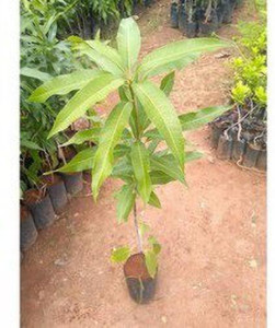 Cloud Farm Mango Plant Price in India - Buy Cloud Farm Mango Plant online at Flipkart.com