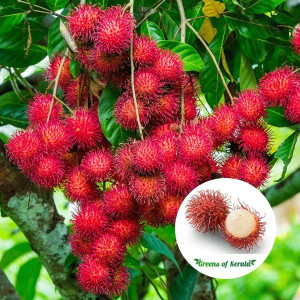Great Description About Where Can I Buy Rambutan