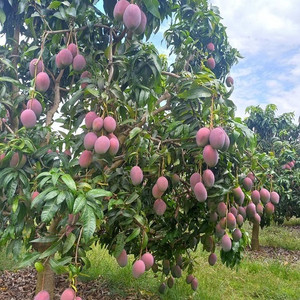 Japanese Miyazaki Dwarfs Mango Plant Price in India - Buy Japanese Miyazaki Dwarfs Mango Plant ...