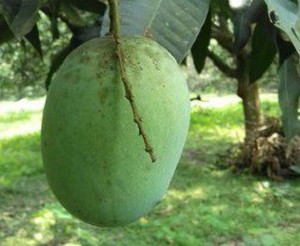 Cloud Farm Mango Plant Price in India - Buy Cloud Farm Mango Plant online at Flipkart.com