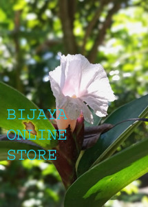 Bijaya Online Store Insulin Plant Price in India - Buy Bijaya Online Store Insulin Plant online ...