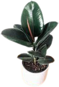 Bharat Vumi Rubber Bush Plant Price in India - Buy Bharat Vumi Rubber Bush Plant online at ...