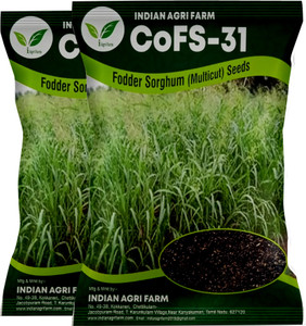 IAgriFarm CoFs31 Fodder Sorghum Seed - 2 Kg - MultiCut For Fodder Cultivation Seed Price in ...