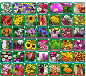 SEEDS EVOLUTION FLOWER COMBO SEEDS Seed Price in India - Buy SEEDS EVOLUTION FLOWER COMBO SEEDS ...