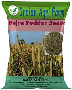 IAgriFarm Bajra Fodder Seeds - 1 Kg - Multi Cut for Fodder Cultivation Seed Price in India - Buy ...