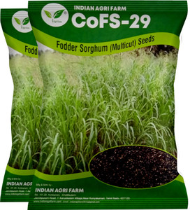 IAgriFarm CoFs29 Fodder Sorghum Seed - 2 Kg - MultiCut For Fodder Cultivation Seed Price in ...