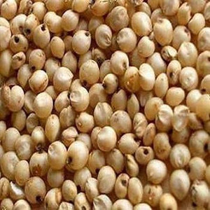 STOKIYA Hybrid Sorghum Sudan Grass Seeds jowar seed Grass Pack of 6 KG Seed Seed Price in India ...