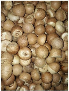 KTC Pooja Supari, Betel nuts Seed Price in India - Buy KTC Pooja Supari, Betel nuts Seed online ...