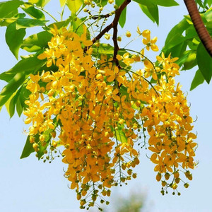 Greenwill Amaltas Tree (Cassia Fistula) , Golden Shower Tree Seed Price in India - Buy Greenwill ...