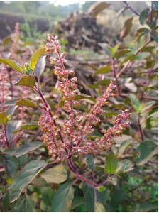 ASPEN Rare Krishna Tulsi | Karunthulasi | Holy Basil Live Plant | Not a Seed Price in India ...