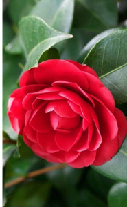 greenfarm NXC- Fragrant Rose Flower Seeds/ Rosa Seeds, 110 X Seeds , JEK177 Seed Price in India ...