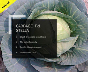 VibeX CABBAGE F-1 STELLA SEEDS(250 Seeds) Seed Price in India - Buy VibeX CABBAGE F-1 STELLA ...